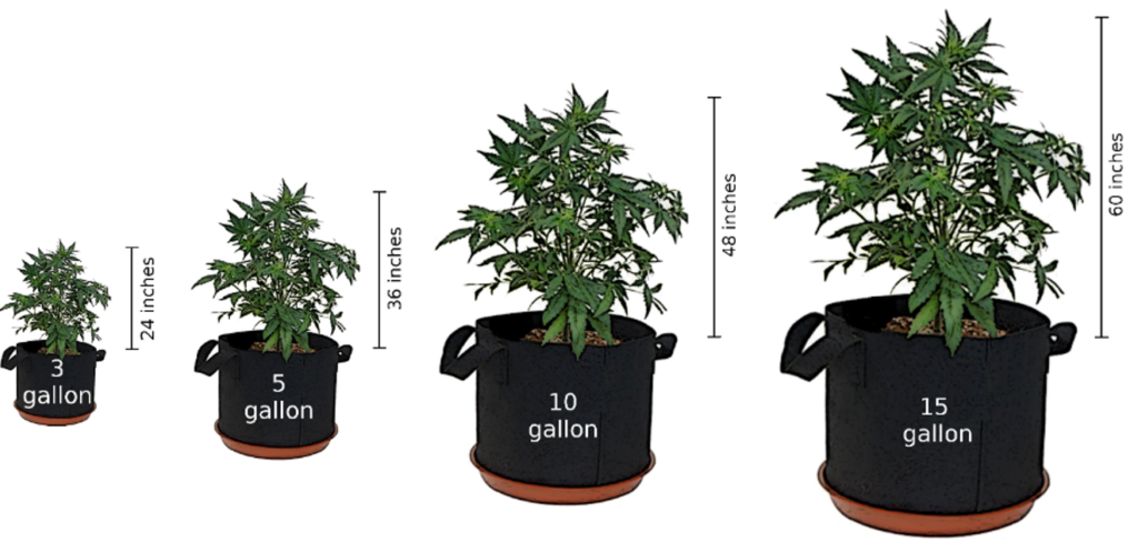 Ideal Cannabis Pot Size | Cannabis Training University Ideal Cannabis Pot Size | Cannabis Training University