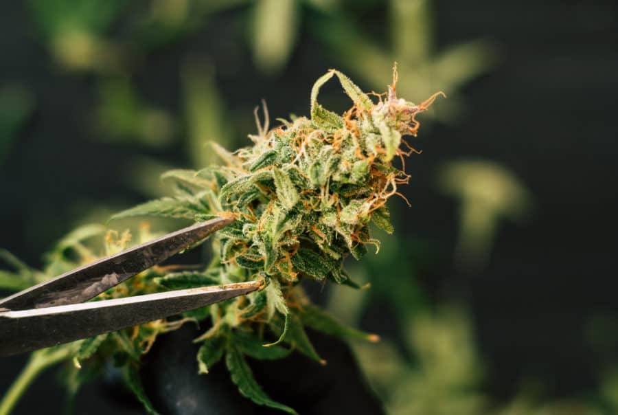 Marijuana Jobs - Working in Cannabis Industry