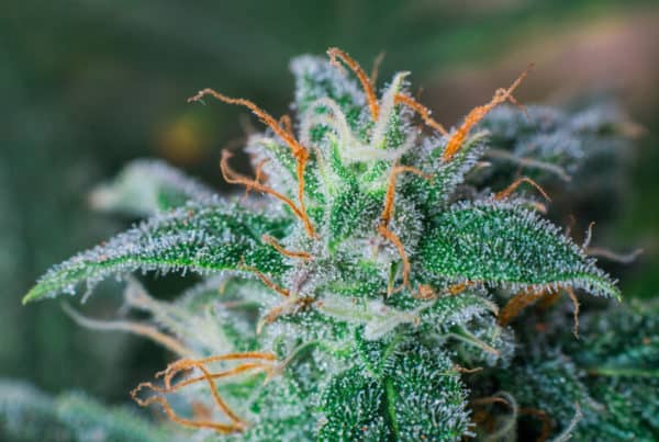 Apples and Bananas Strain Overview & Effects