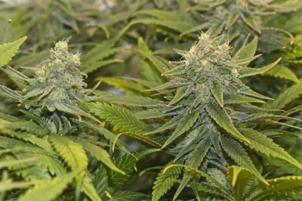 Mandarin Sunset Weed Strain Review & Information