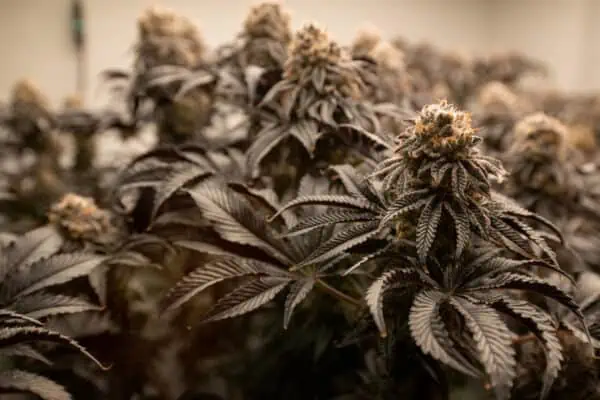 Freakshow Strain Review