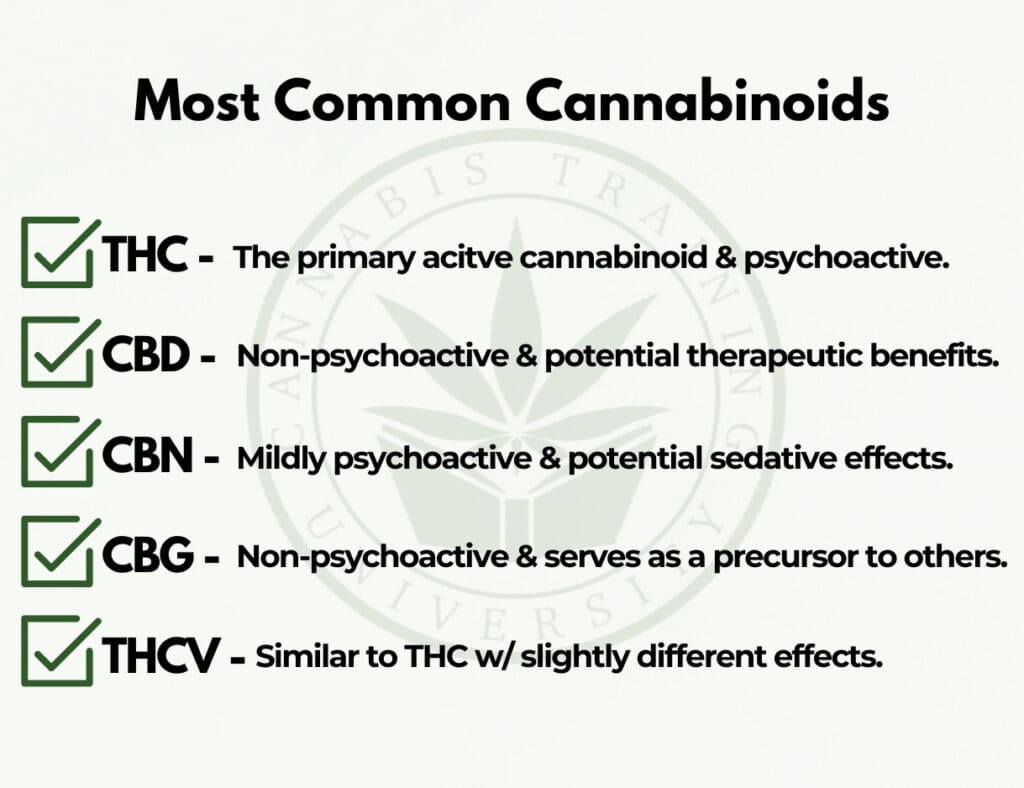 Cannabinoids Guide: Types, Effects & Medical Benefits