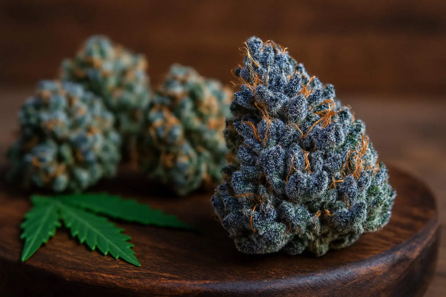 Blue Marijuana Strains: What You Need to Know About Blueberry Hybrids