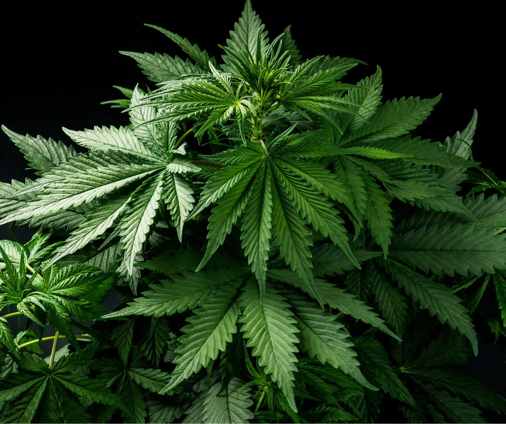 Cannabinoids Guide: Types, Effects & Medical Benefits