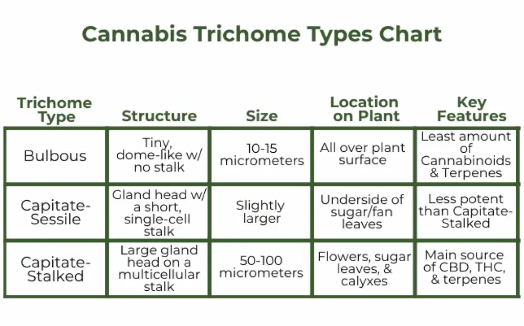 Cannabis Trichomes Guide: Clear vs Cloudy vs Amber Explained