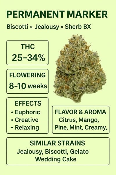 Permanent Marker Strain Review: Genetics, Effects & THC