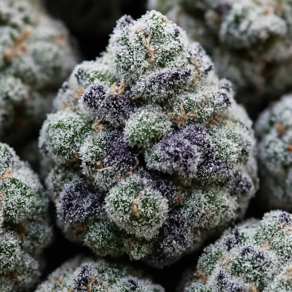 10 Amazing Things About Snow Caps Weed Strain: Effects, THC & Seeds