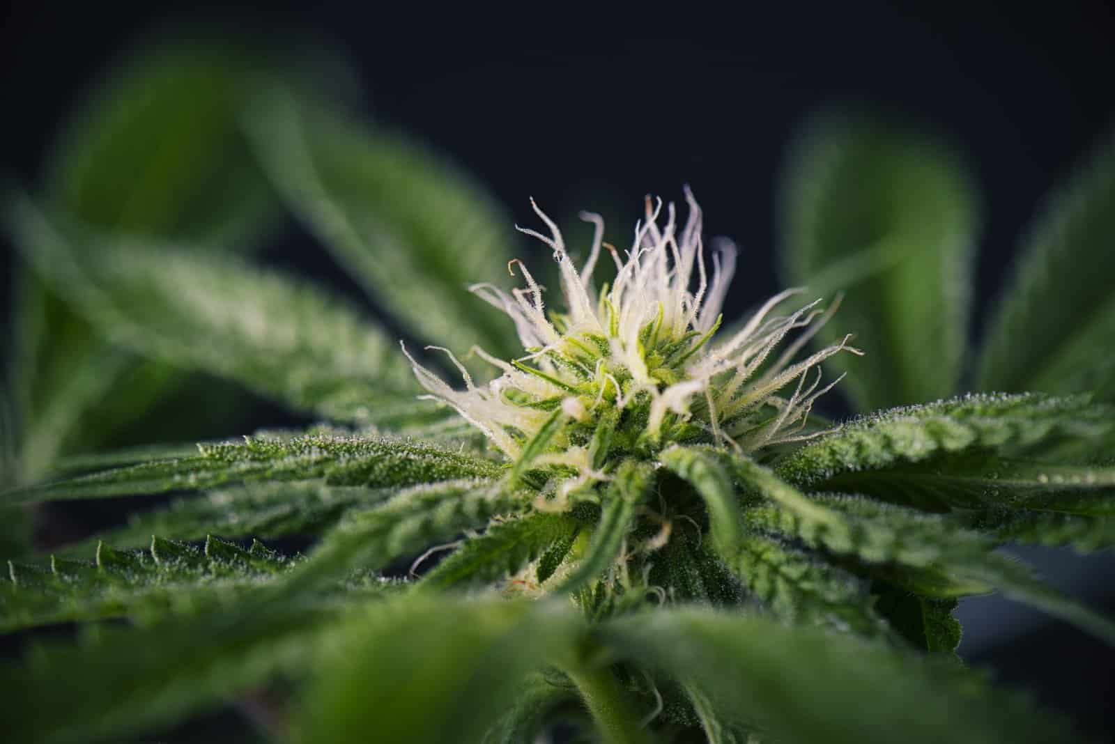 Parts of a Weed Plant: Cannabis Anatomy Explained